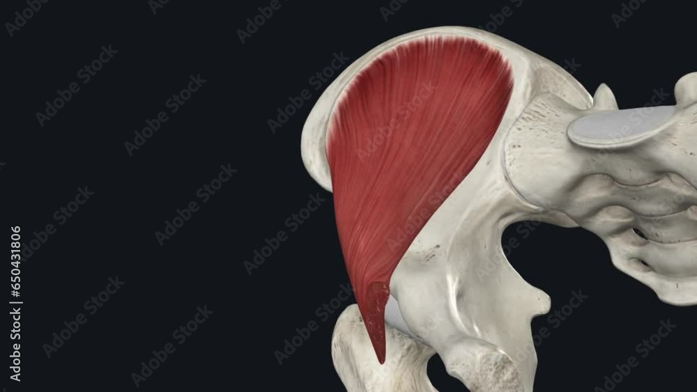 Vídeo do Stock: The iliacus is a flat, triangular muscle which fills ...