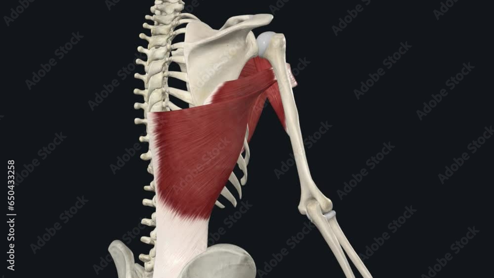 Latissimus Dorsi Shoulder Adduction Stock Video | Adobe Stock