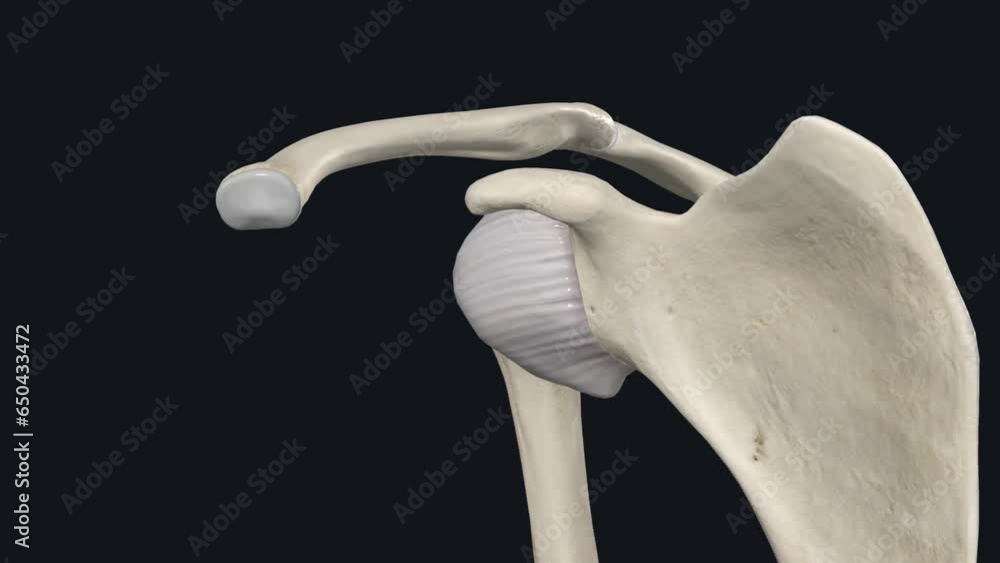 A joint capsule, also knows as an articular capsule, is a fluid-filled ...