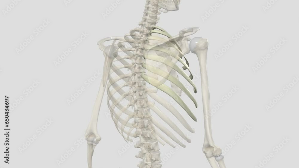 Vidéo Stock The true ribs are the ribs that directly articulate with ...