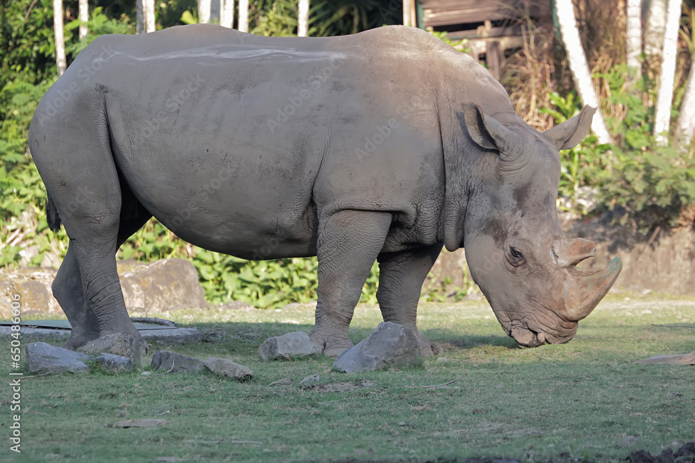 A Sumatran elephant is eating grass in a grassland. This large mammal ...