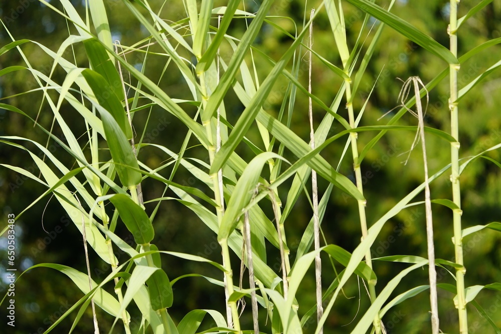 Sugarcane or sugar cane refer to several species and hybrids of tall ...