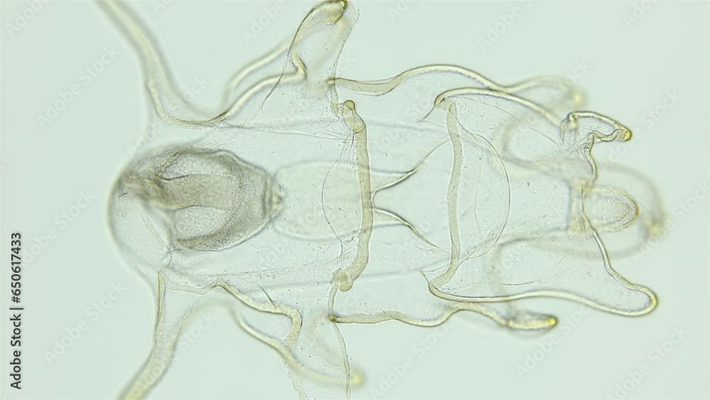 Larva of starfish family Asteriidae under microscope, possible Asterias ...