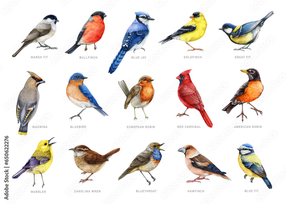 Garden birds with names watercolor illustration set. Hand drawn various ...