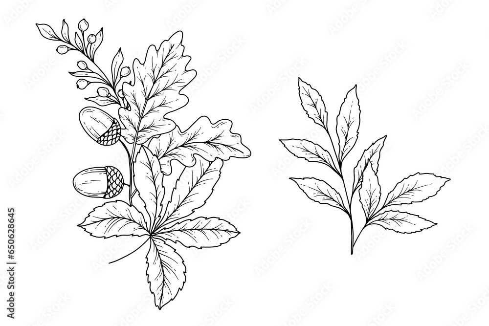 Fall floral arrangement outline. Fall Foliage Line Art Illustration ...