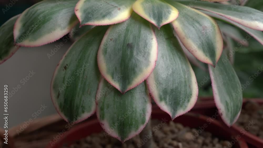 Botany. Exotic succulent plants. Closeup view of Aeonium sunburst, also ...
