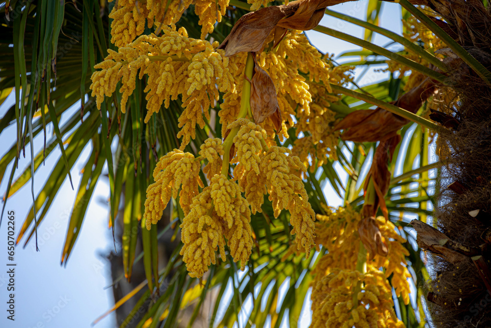 Selective focus a bunch of young flowers on the tree, Golden yellow ...