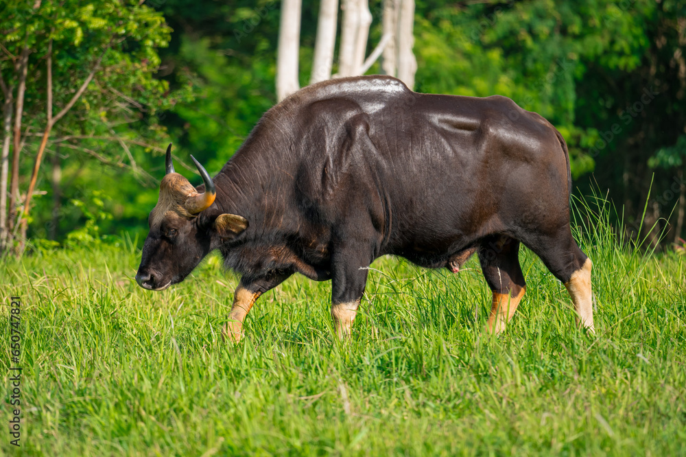 Gaur (Bos gaurus) The fur is short, cropped and shiny, black or brown ...
