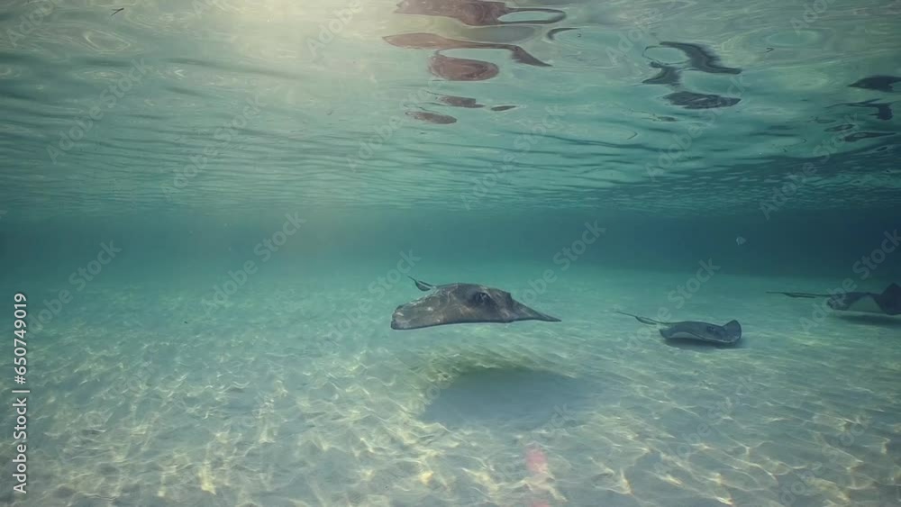 Stingray City. Southern Stingrays swim in the warm shallow water ...