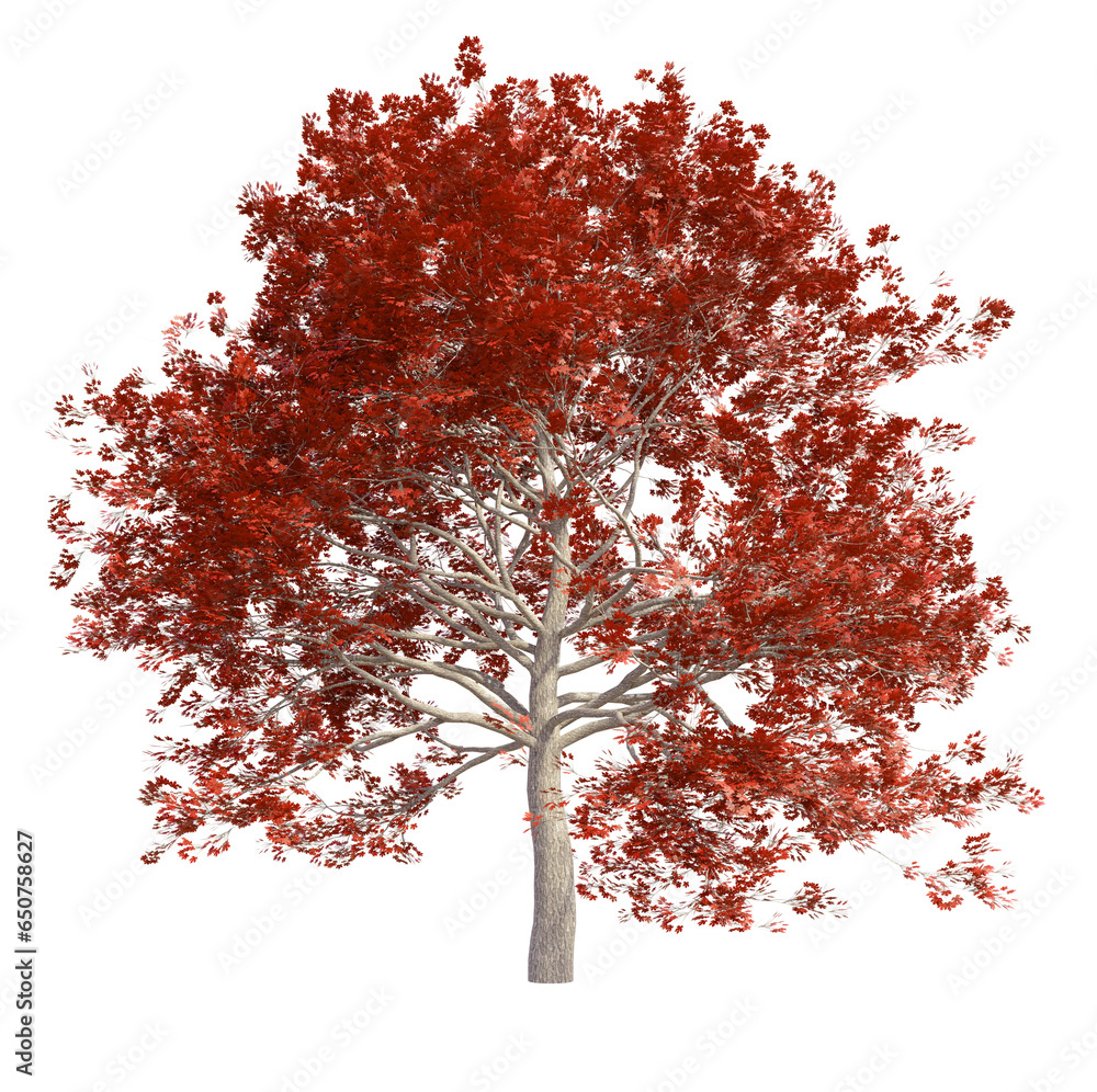 Red maple tree PNG 3d file transparent background, 3d illustration ...