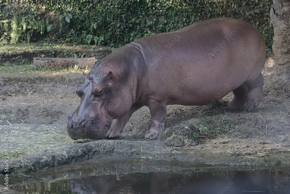 A hippopotamus is walking towards a pond to drink. This mammal with a ...