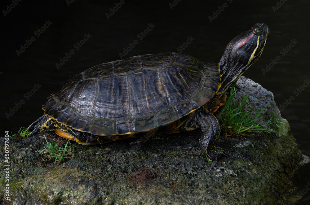 Pond slider turtle, Trachemys scripta, native to the southcentral and ...