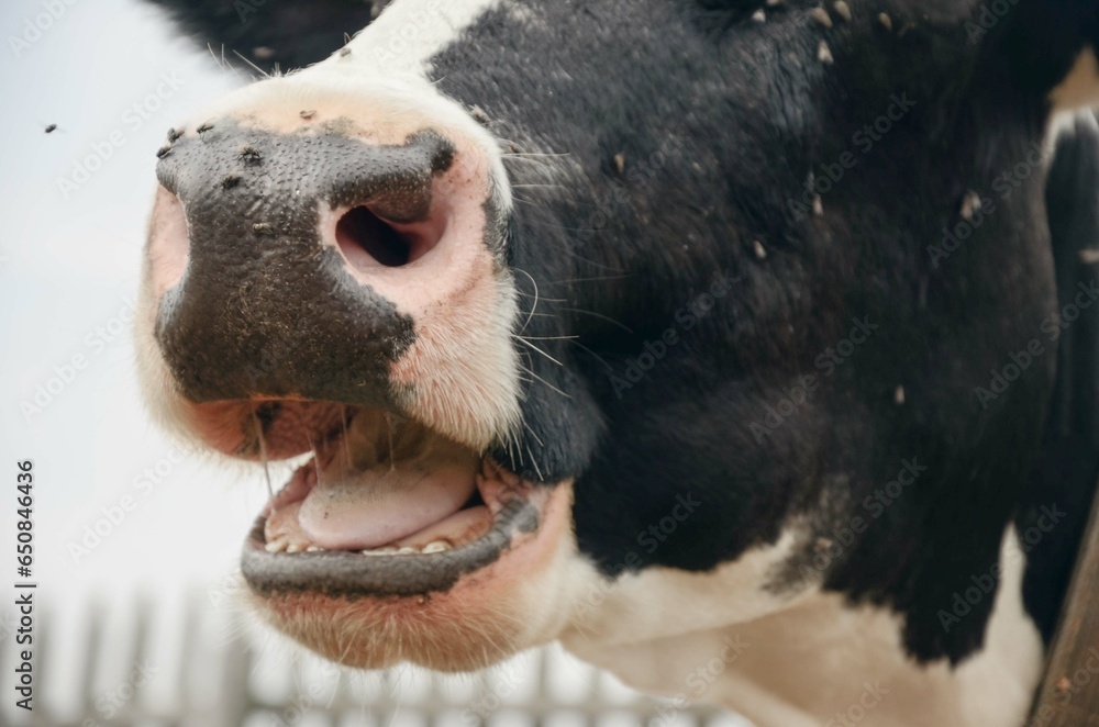 close-up of a cow's face, flies sitting on a cow's nose, a cow chewing ...