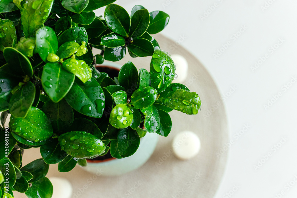 Watering exotic Japanese tree. Ficus ginseng bonsai tree on white ...