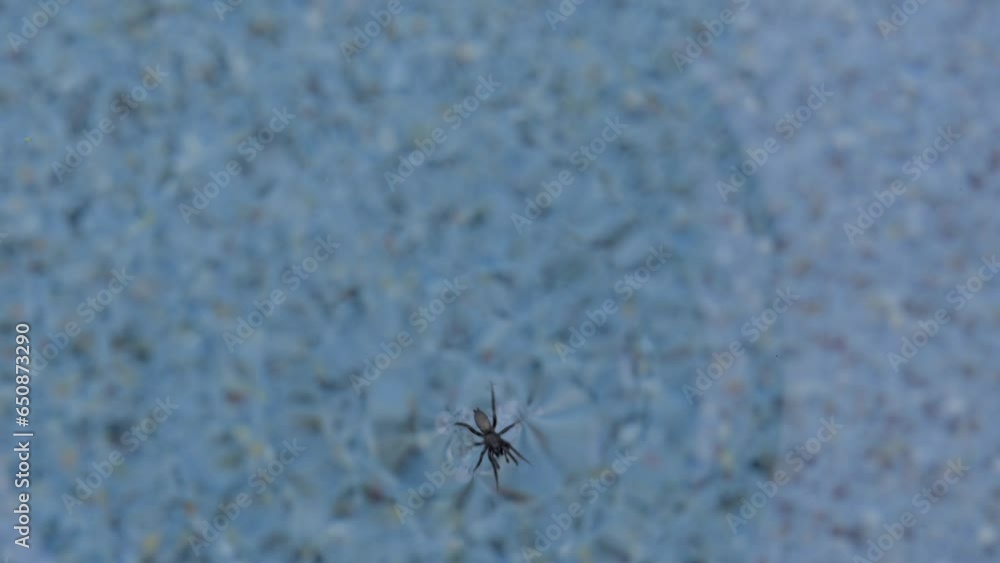 This video shows a spider running across the top of pool water and ...