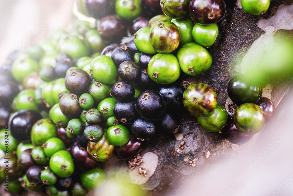 jabuticaba or jaboticaba is the fruit of the jaboticabeira or ...