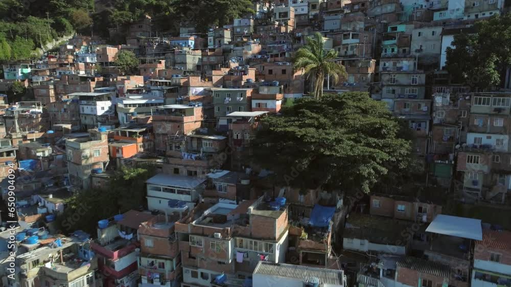 Aerial descending past palm tree surrounded by hilltop favela houses in ...