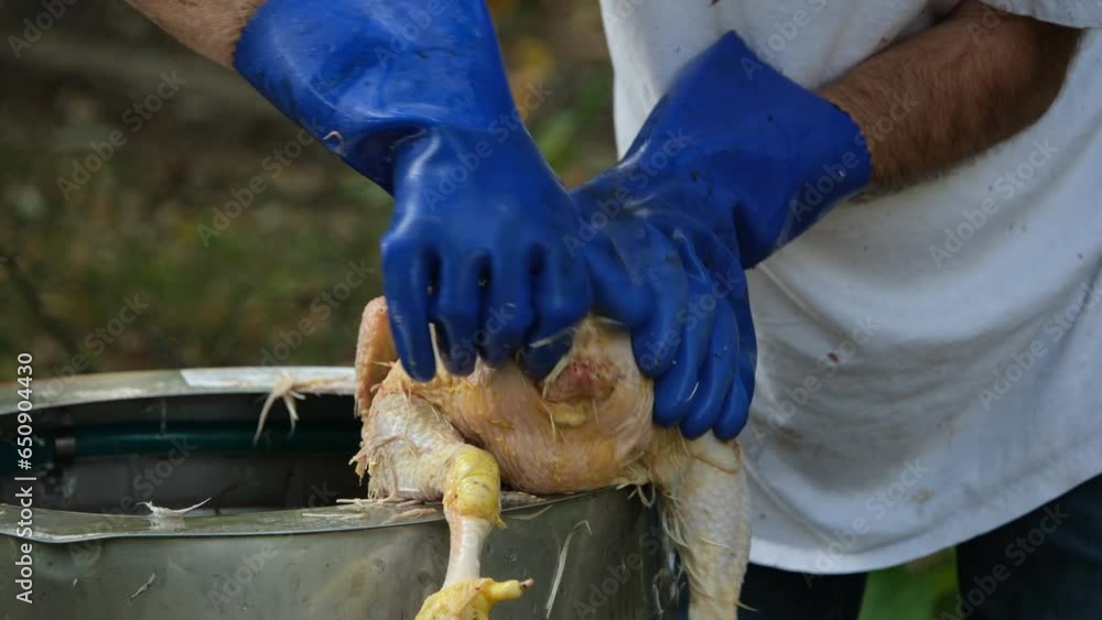Close up while hand pulling remaining feathers from butchered broiler ...