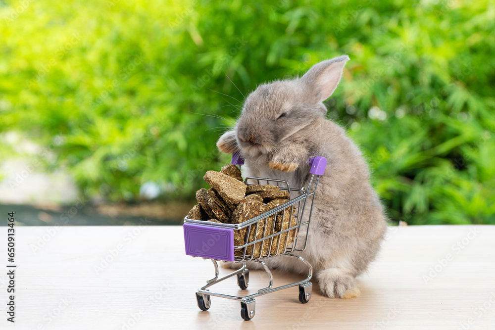 Adorable baby rabbit bunny pushing shopping basket cart with cookie ...