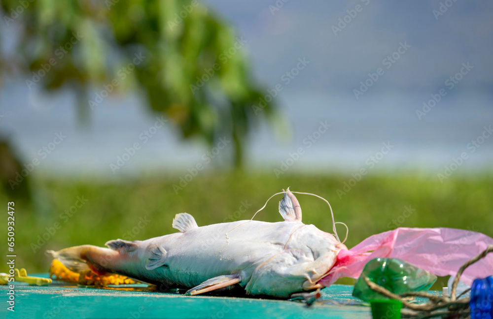 a dead fish lying turnover with plastic trash,concept of plastic waste ...