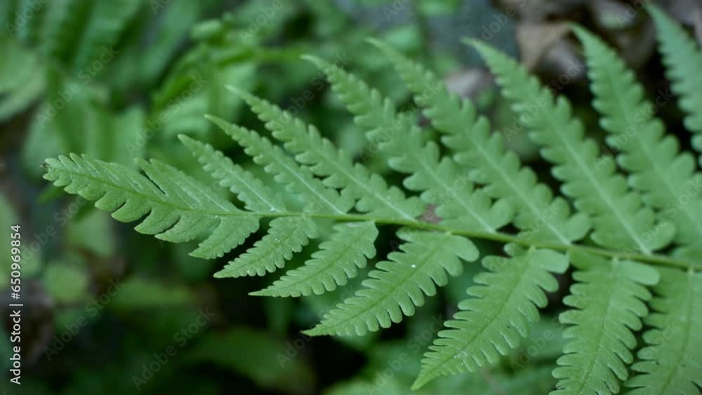 Green fern, Ferns thrive in tropical rainforests, which indicates that ...