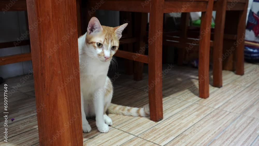 Closed system of raising cats. Orange And White Tabby Cat was under the ...