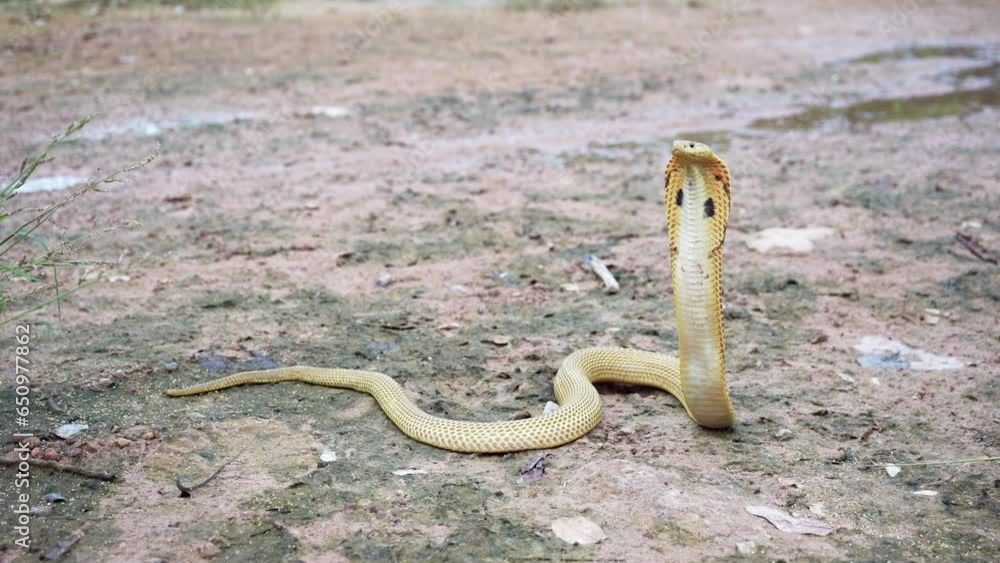 Venomous snake dangerous. Equatorial spitting cobra gold color (Naja ...