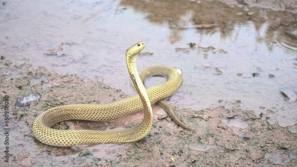 Venomous snake dangerous. Equatorial spitting cobra gold color (Naja ...