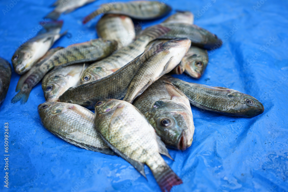 The Nile tilapia (Oreochromis niloticus) is a species of tilapia, a ...