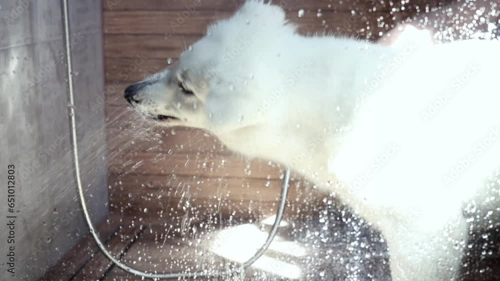 White Swiss Shepherd puppy being washed in the bathroom in the shower ...