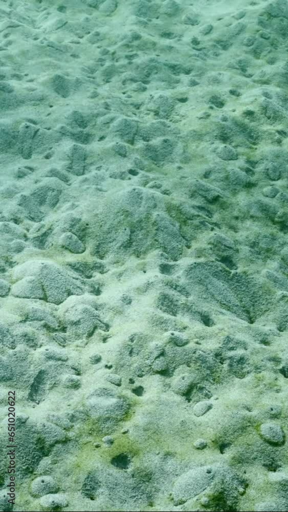 Vertical video, Freshwater spring makes its way through seabed, forming ...