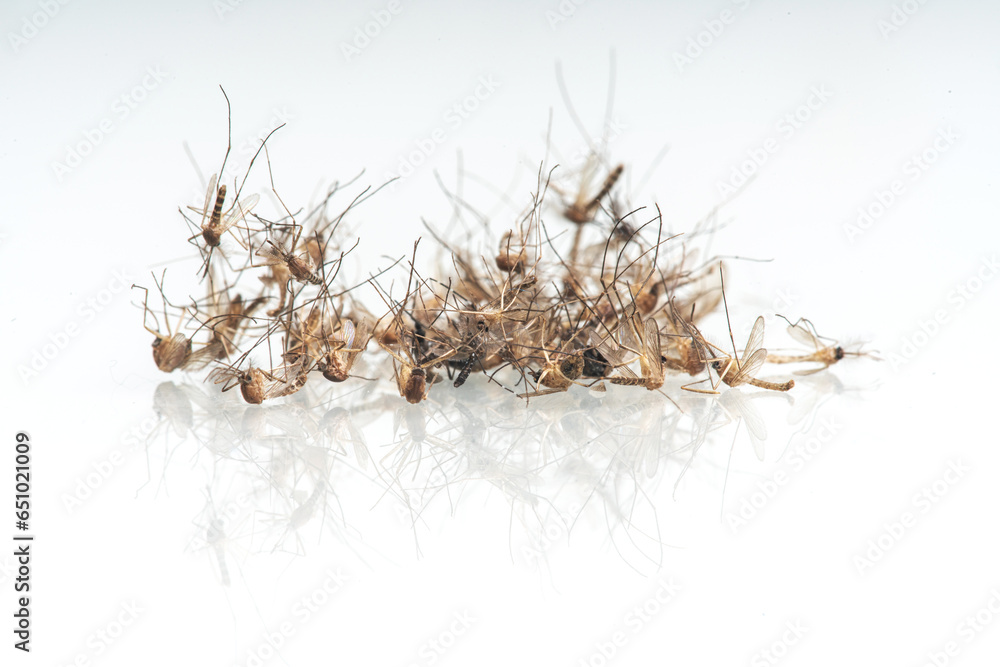 Dead mosquitoes piled up in layers on white background, Mosquito ...