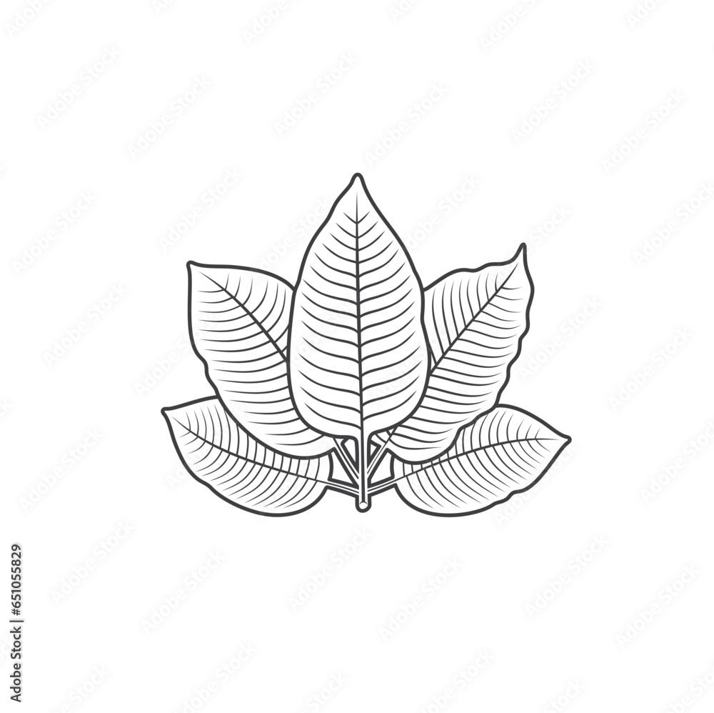 illustration of kratom leaf, a type of plant from the rubiaceae family ...