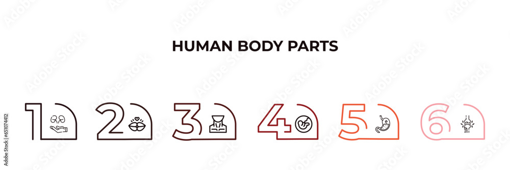 two kidneys, big lips, human neck, human uterus, thin lips, bones joint ...