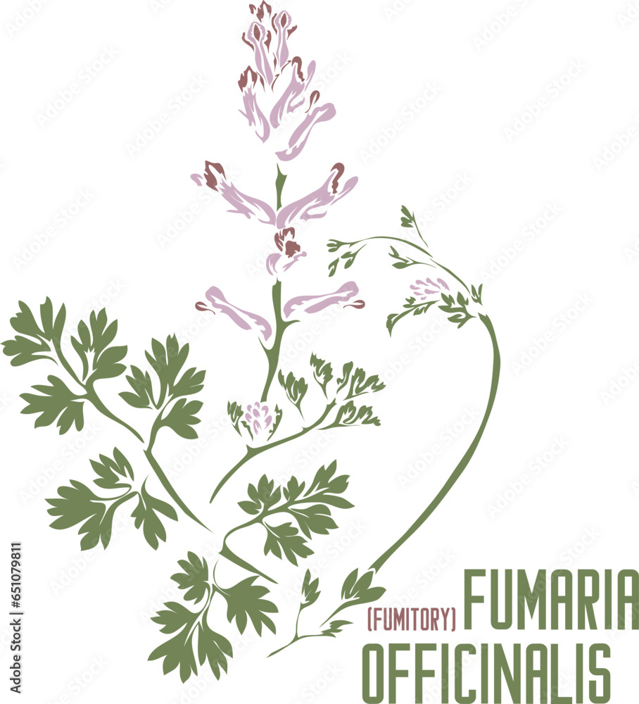 Common fumitory medicinal herb in color vector silhouette. Medicinal ...