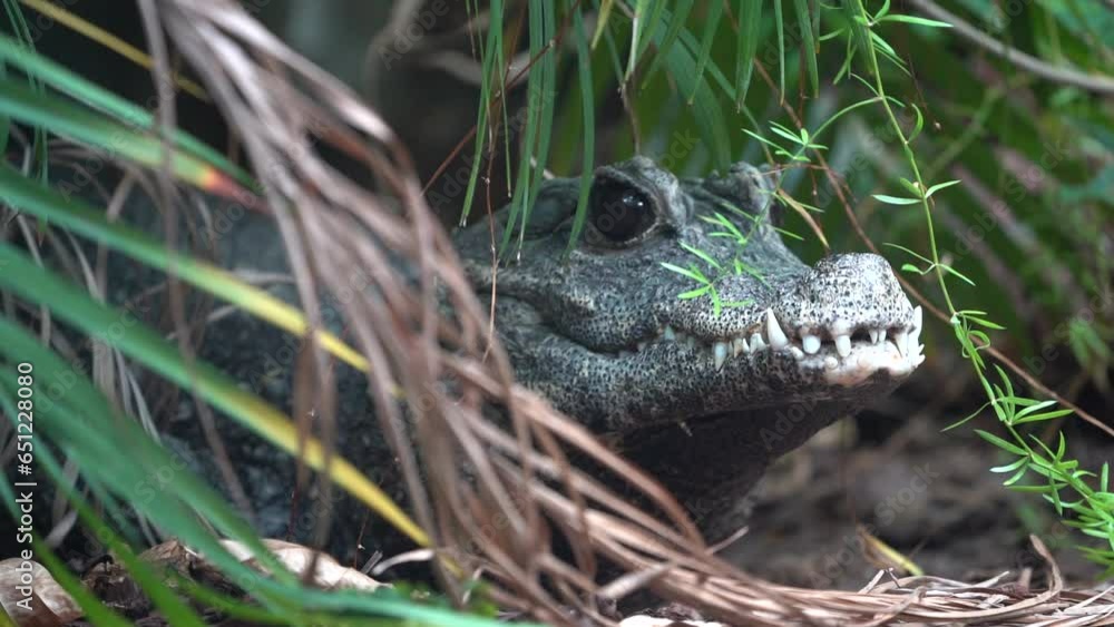 dwarf crocodile, also known as the African dwarf crocodile, is an ...