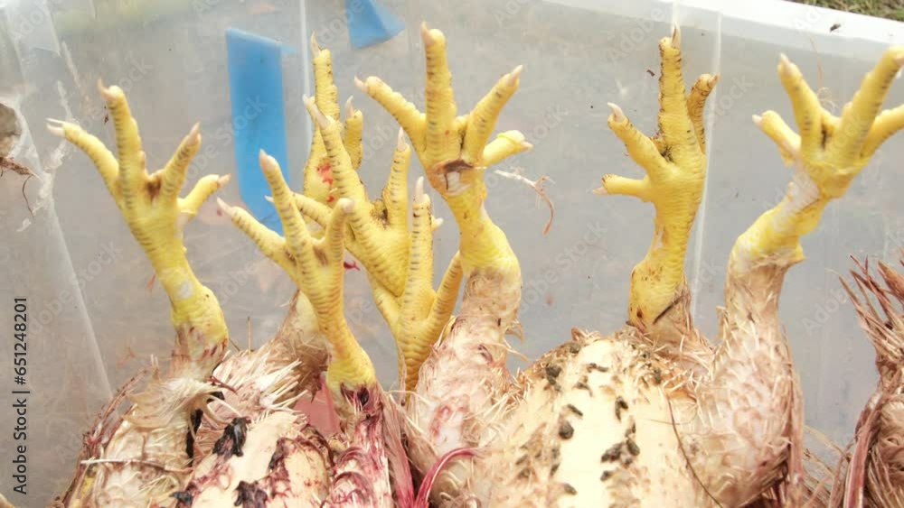 Close up of chicken feet sticking out in container after animals have ...
