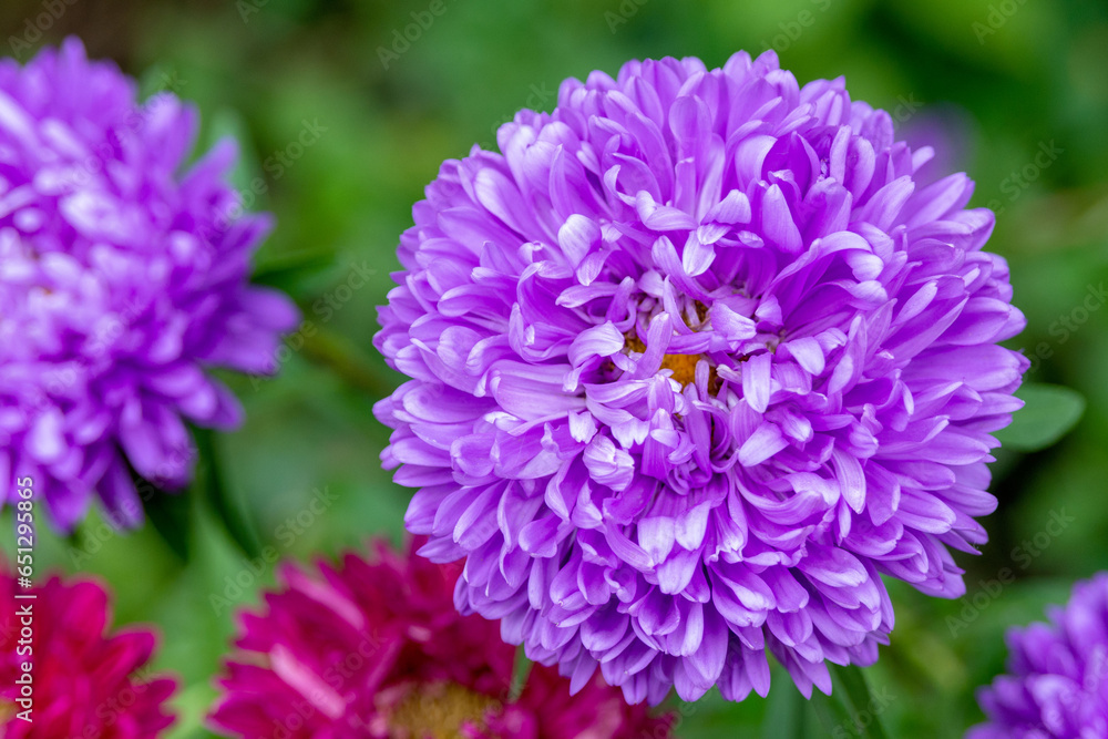 Pink flowers of Chinese aster, Callistephus chinensis in the garden ...