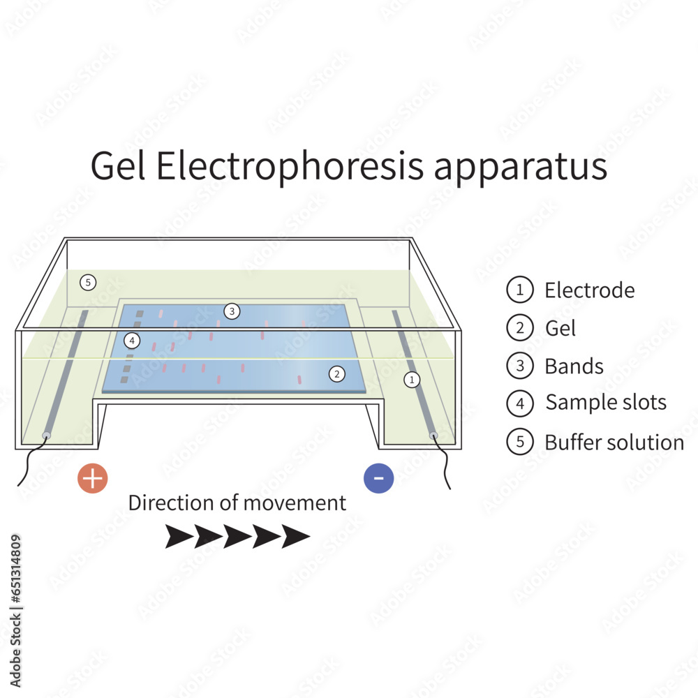 Diagram showing gel electrophoresis apparatus - labolatory equipment ...