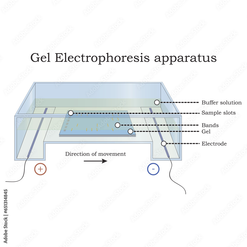 Diagram showing gel electrophoresis apparatus - labolatory equipment ...
