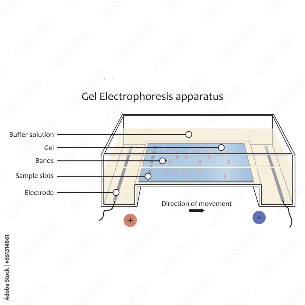 Diagram showing gel electrophoresis apparatus - labolatory equipment ...