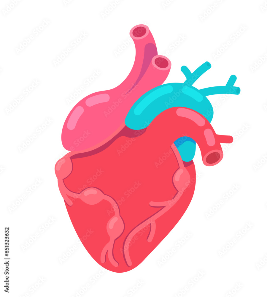 Heartbeat anatomical 2D cartoon object. Cardiology organ. Cardiac cycle ...