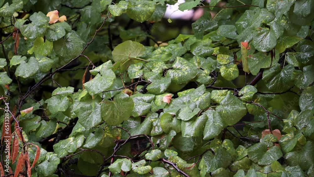 Slow motion of rain from an intense summer storm falling on the green ...