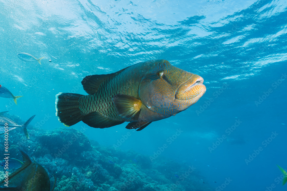 Cheilinus undulatus, maori wrasse humphead fish in australia Stock ...