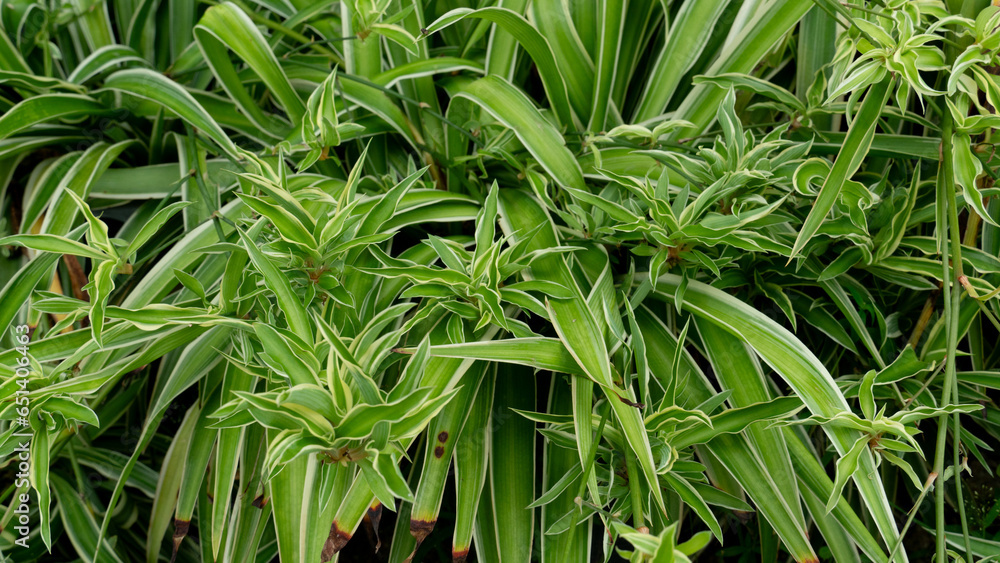 Abstract background of above view of Spider Plant or Asparagaceae and ...