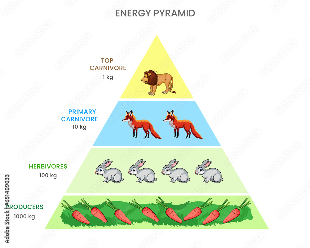 Energy pyramid or Food pyramid Shows energy flow through trophic levels ...