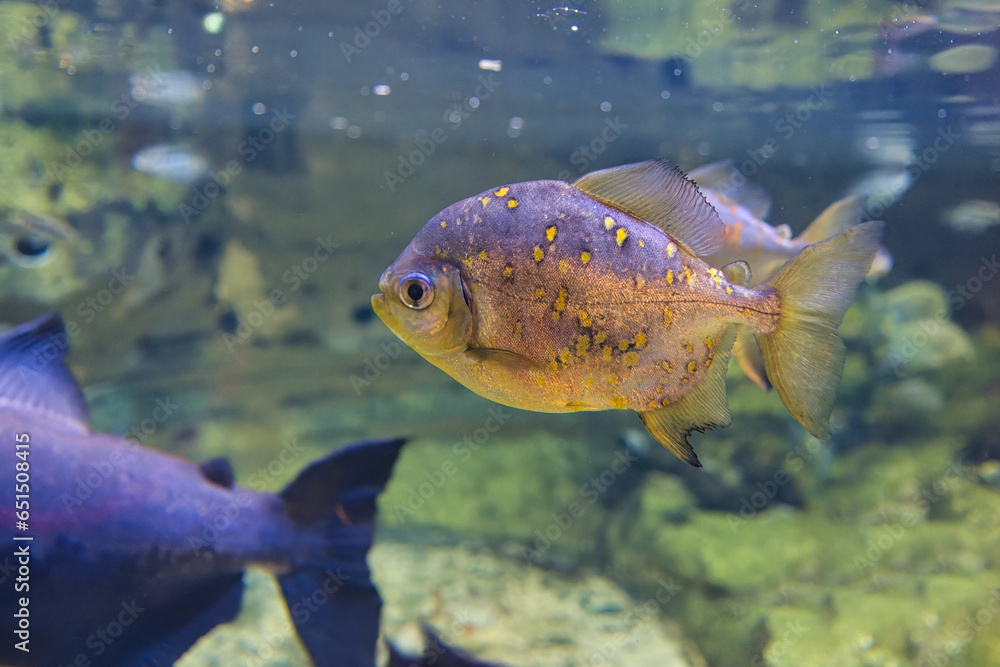 Paris aquarium, France, The redhook myleus, Myloplus rubripinnis, is a ...