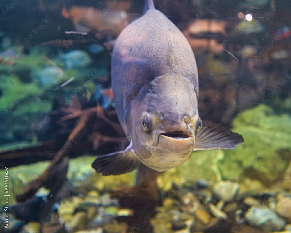 The Black Pacu (Colossoma macropomum) also known to tropical fish ...
