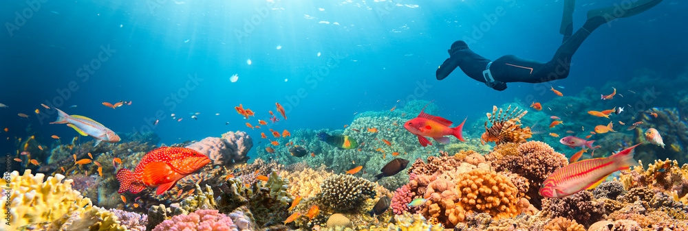 Freediver Swimming in Deep Sea With Beautiful Coral Reefs, Colorful ...
