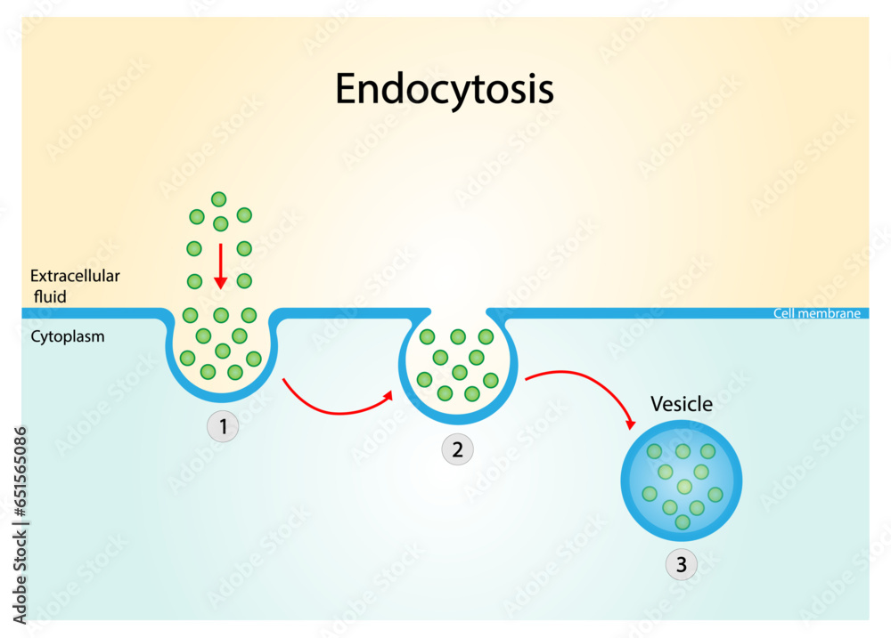 Endocytosis, cell transport, molecules are transported to the cell ...